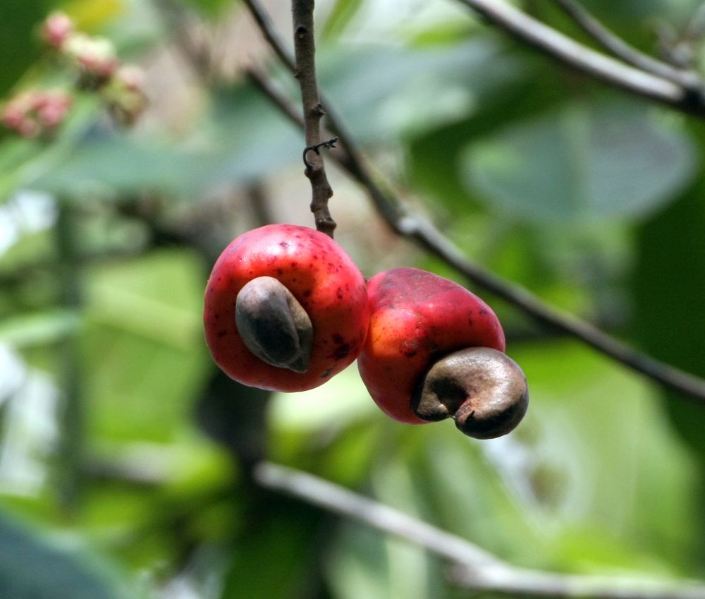 Ratet mal Foto & Bild | world, spezial, natur Bilder auf fotocommunity