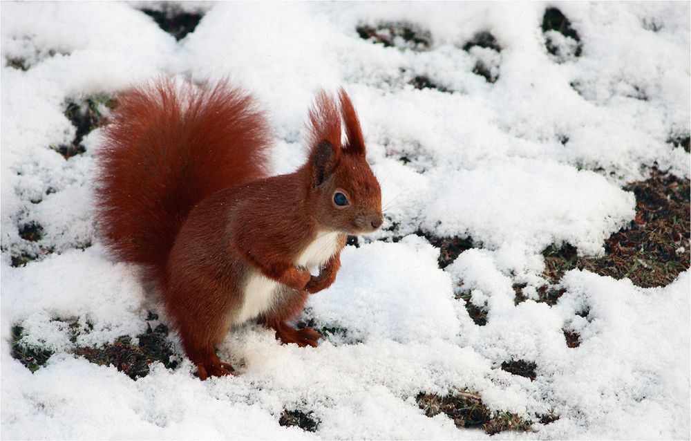 ratlos Foto & Bild | tiere, wildlife, säugetiere Bilder auf fotocommunity