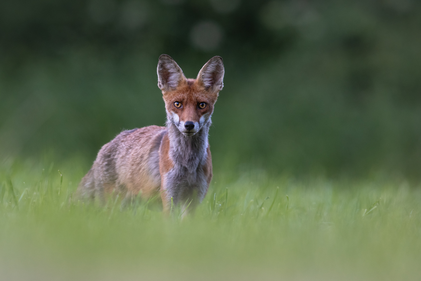 Ratlos Foto & Bild | natur, tiere, wildlife Bilder auf fotocommunity