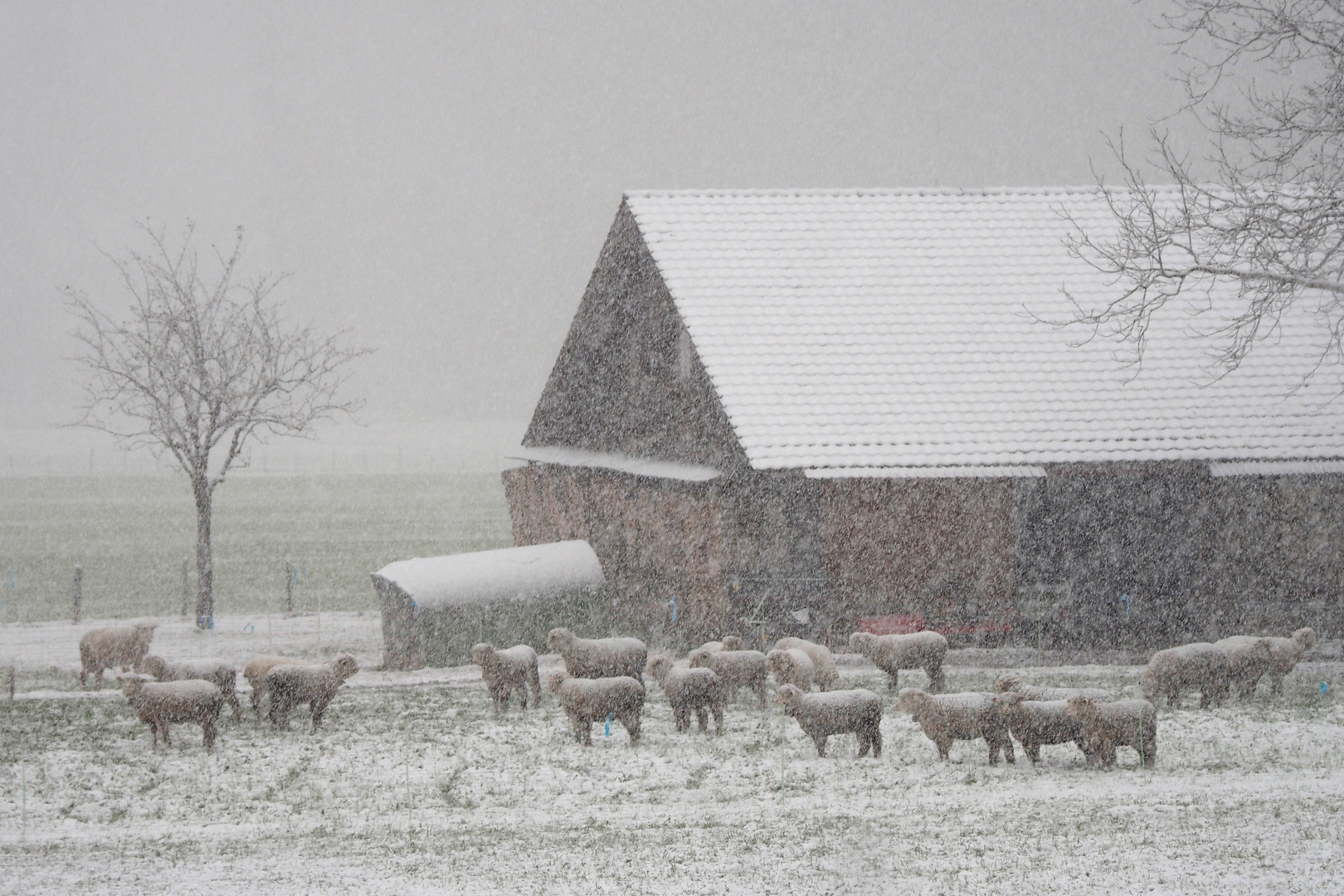 ratlos .... Foto & Bild | tiere, motive, natur Bilder auf fotocommunity