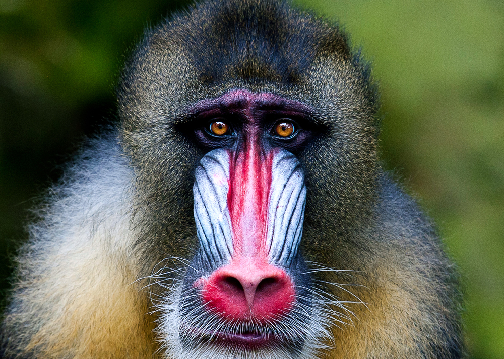 Ratlos Foto & Bild | tiere, zoo, wildpark & falknerei, säugetiere ...