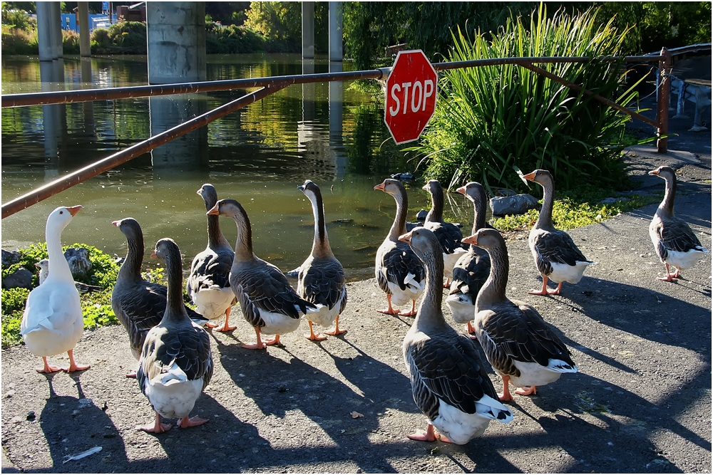 Ratlos Foto & Bild | natur, tiere, vögel Bilder auf fotocommunity