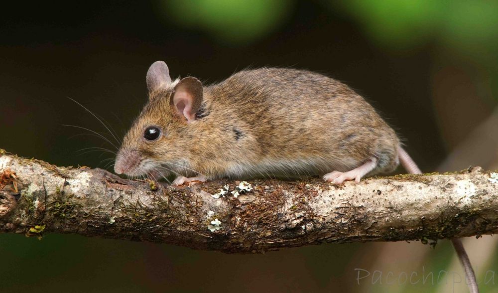 Ratón de campo. Imagen & Foto | animales, animales salvajes, animales ...