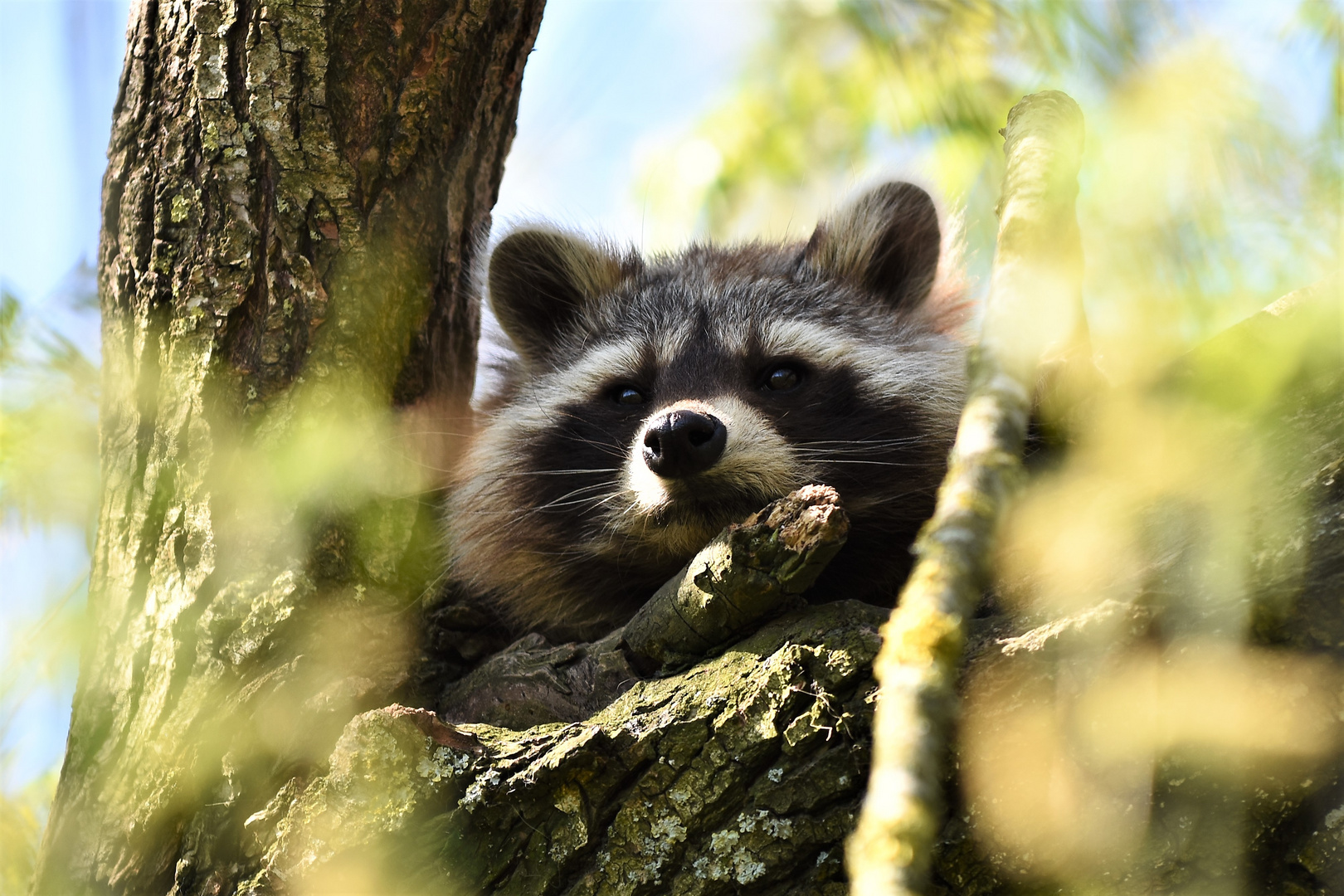 Raton laveur photo et image | fotos, france, nature Images fotocommunity