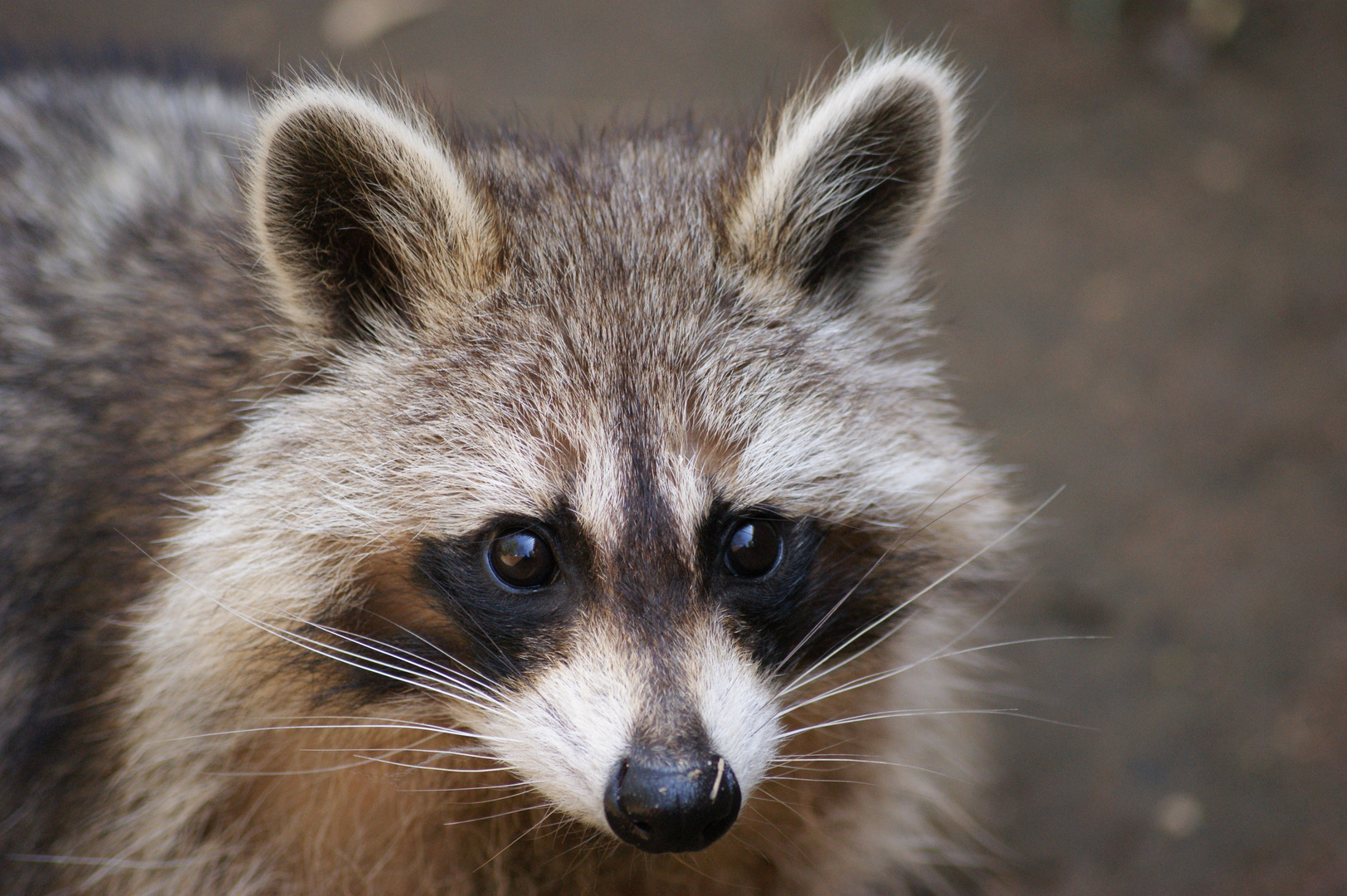 raton laveur photo et image | animaux, zoo et animaux en captivité ...