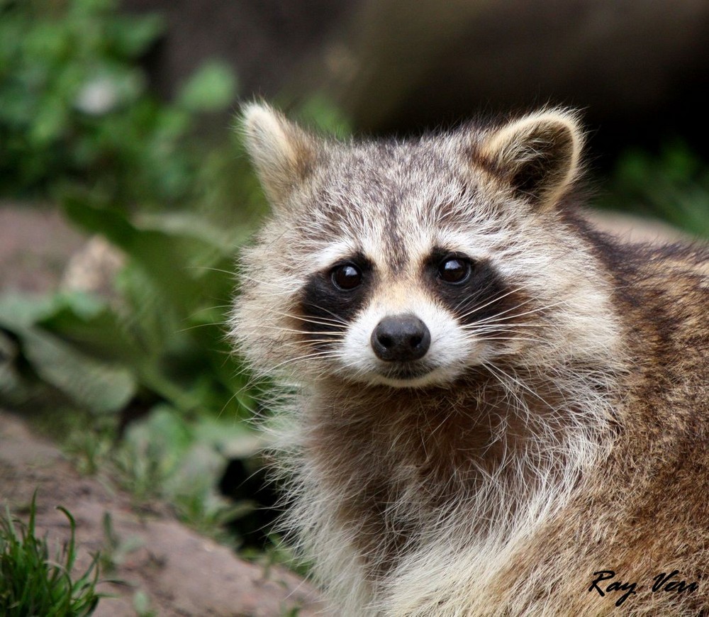 Raton Laveur photo et image | nature, animaux, animaux en captivité ...