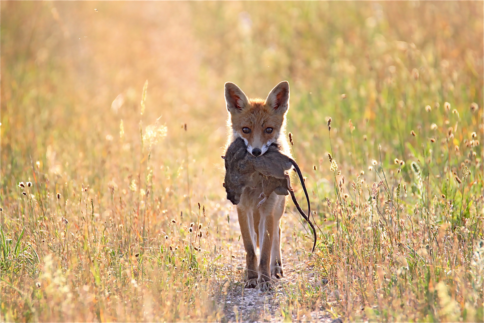 Rattatoui Foto & Bild | tiere, wildlife, säugetiere Bilder auf ...