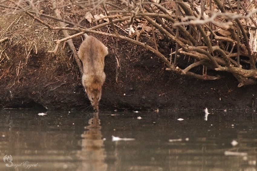 Ratte Foto & Bild | tiere, wildlife, säugetiere Bilder auf fotocommunity