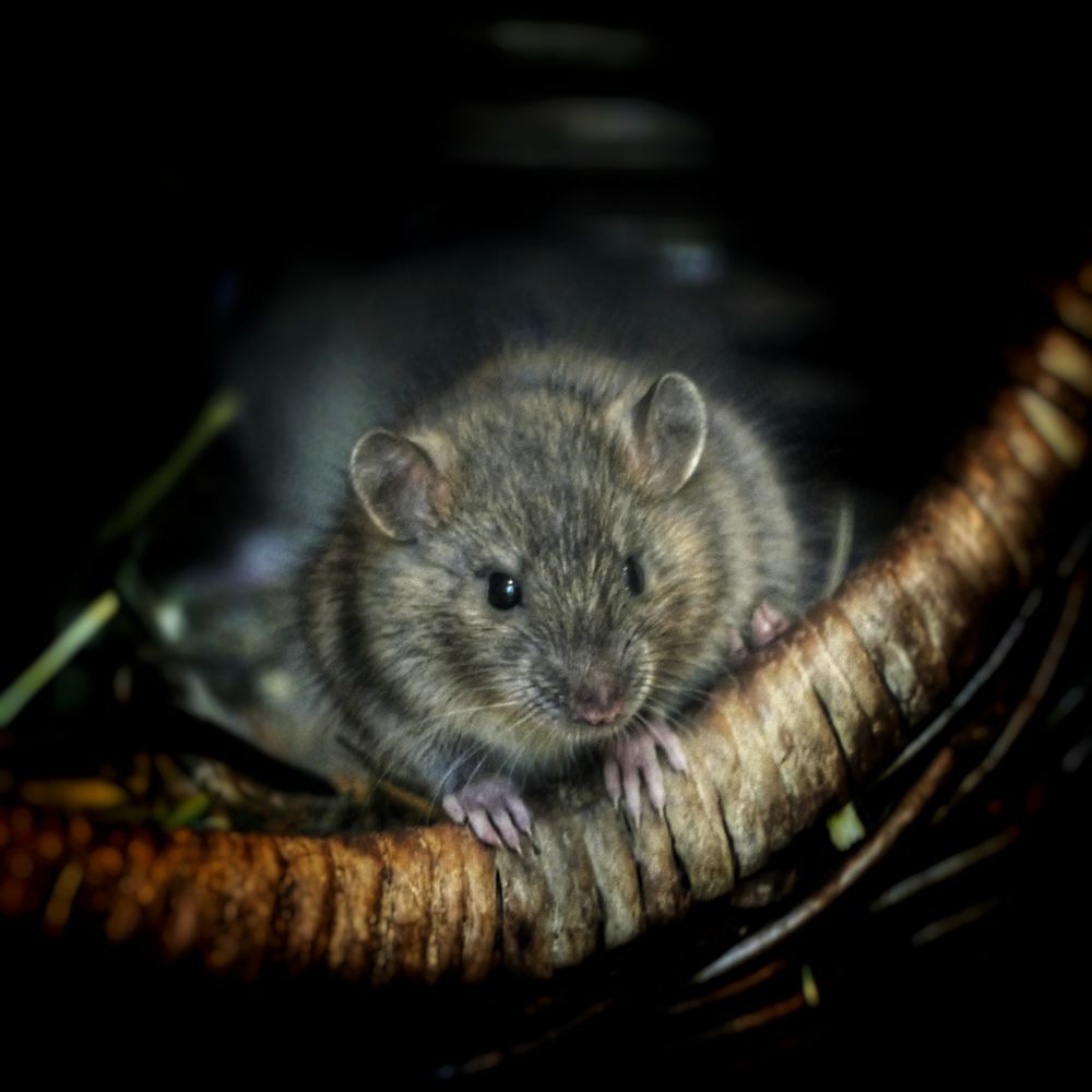 Ratte Foto & Bild | fotos, spezial, natur Bilder auf fotocommunity