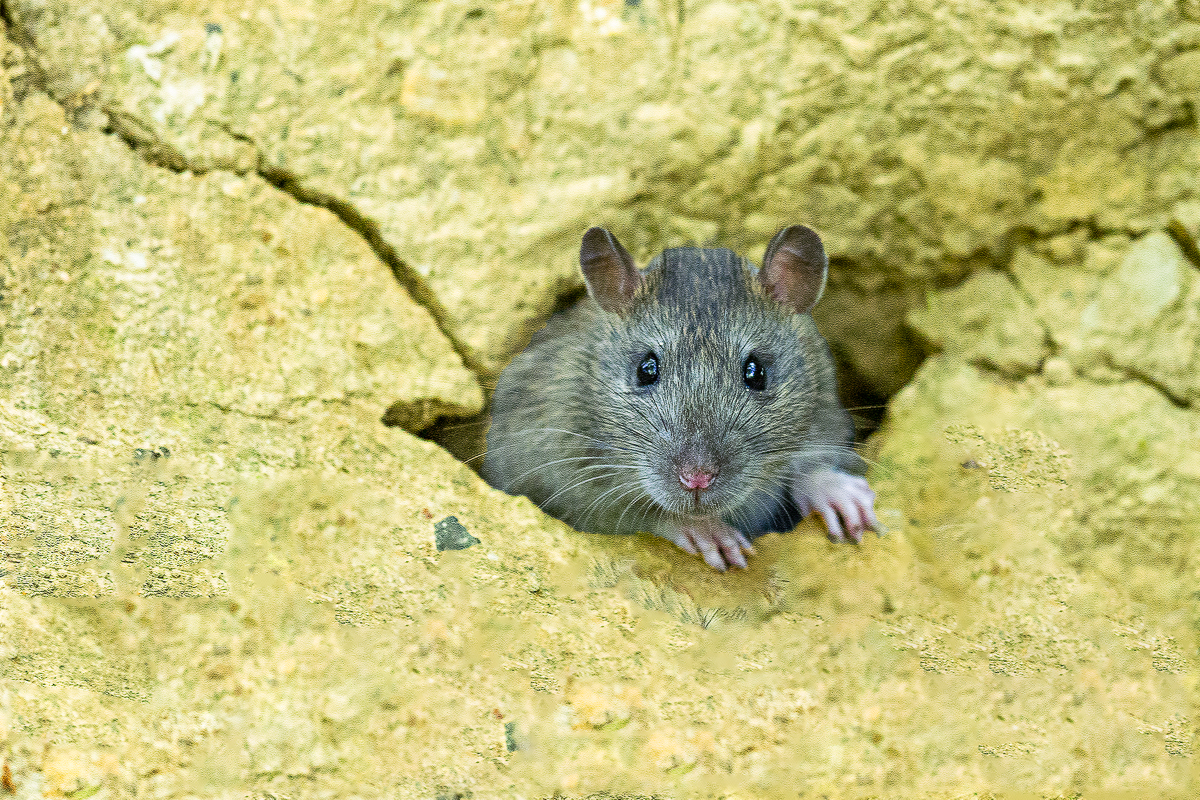 Ratte Foto & Bild | tiere, wildlife, säugetiere Bilder auf fotocommunity