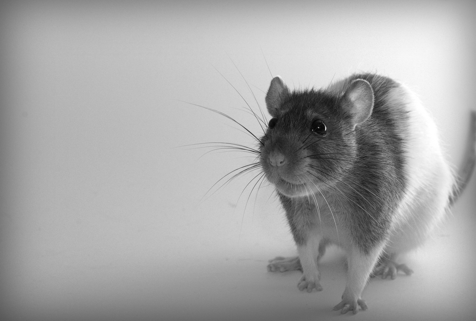 Ratte Foto & Bild | tiere, haustiere, nagetiere & kaninchen Bilder auf ...