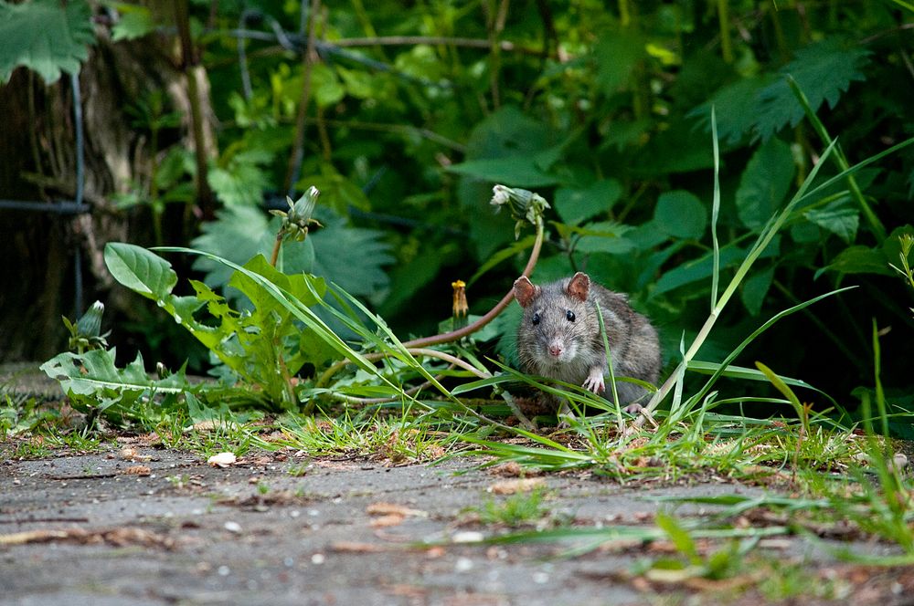 Ratte Foto & Bild | tiere, wildlife, wildlife: sonstige tiere Bilder ...