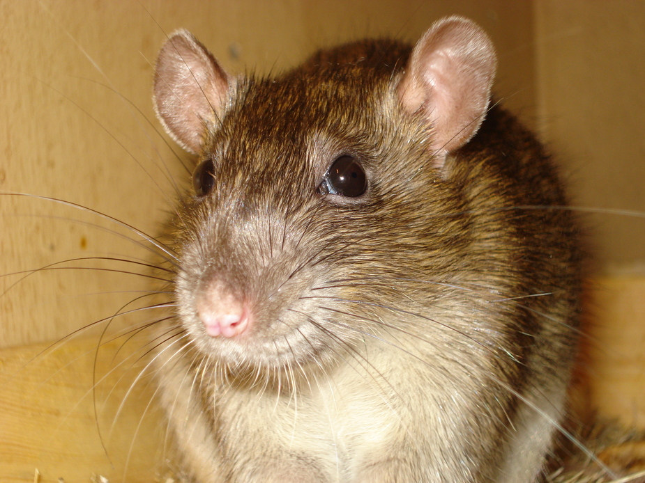 Ratte von ihrer schönsten Seite Foto & Bild | tiere, haustiere ...