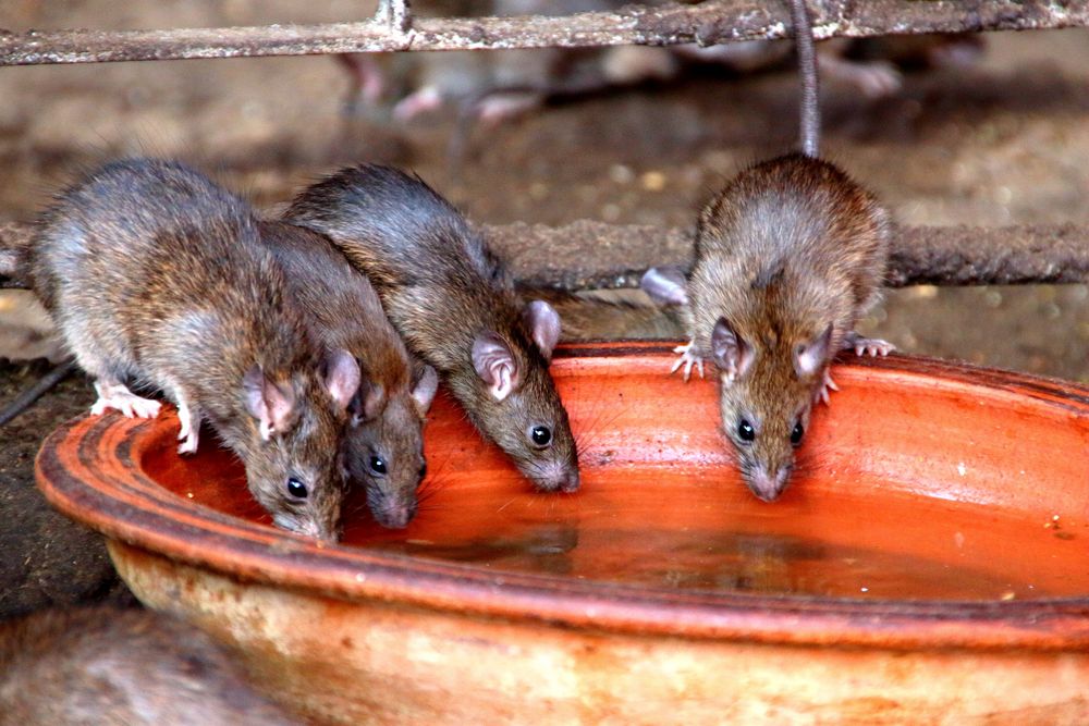 Rattentempel Karni Mata, Indien Foto & Bild | world, spezial, natur ...