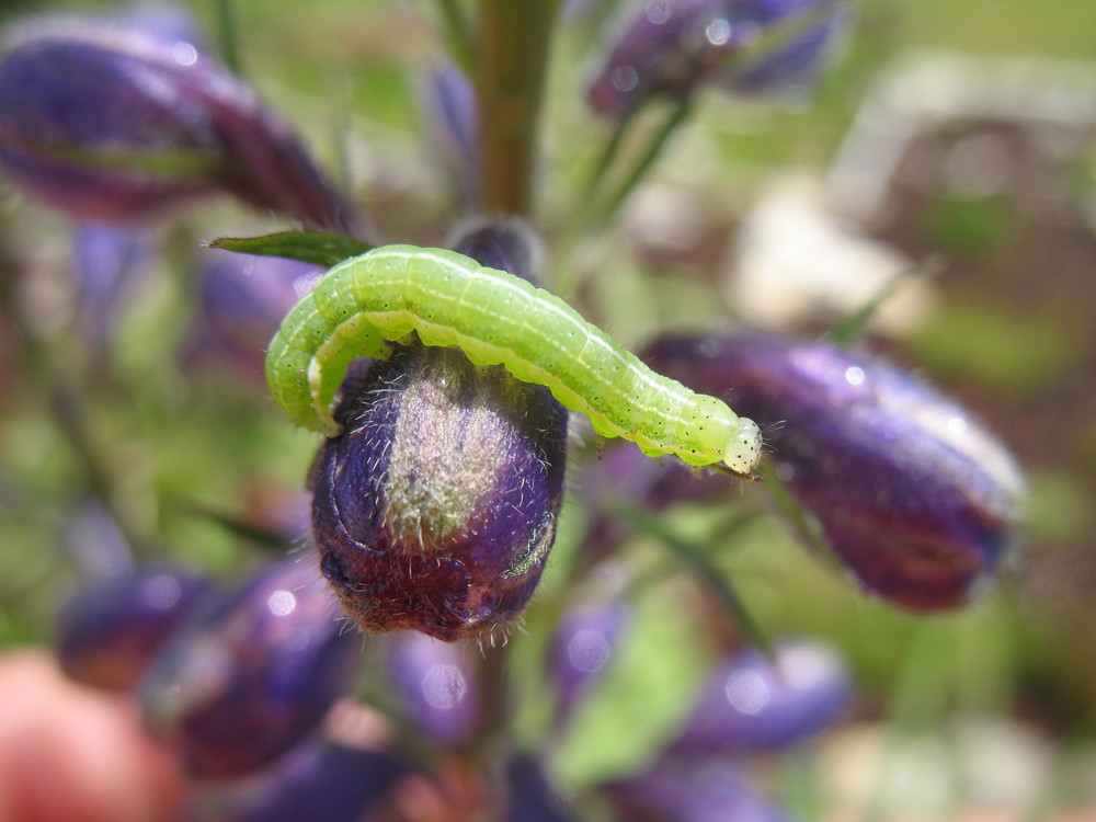 Raube Foto & Bild | tiere, wildlife, insekten Bilder auf fotocommunity