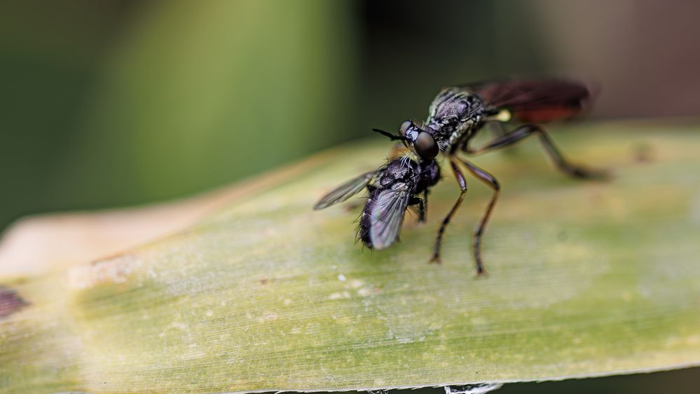 RAUBFLIEGE BEIM RAUBEN Foto & Bild | nah- & makro, tiere, wildlife ...