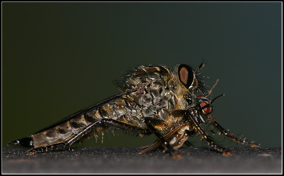 Raubfliege frisst Fliege Foto & Bild | nah- & makro, techniken, aufnahme-techniken Bilder auf ...