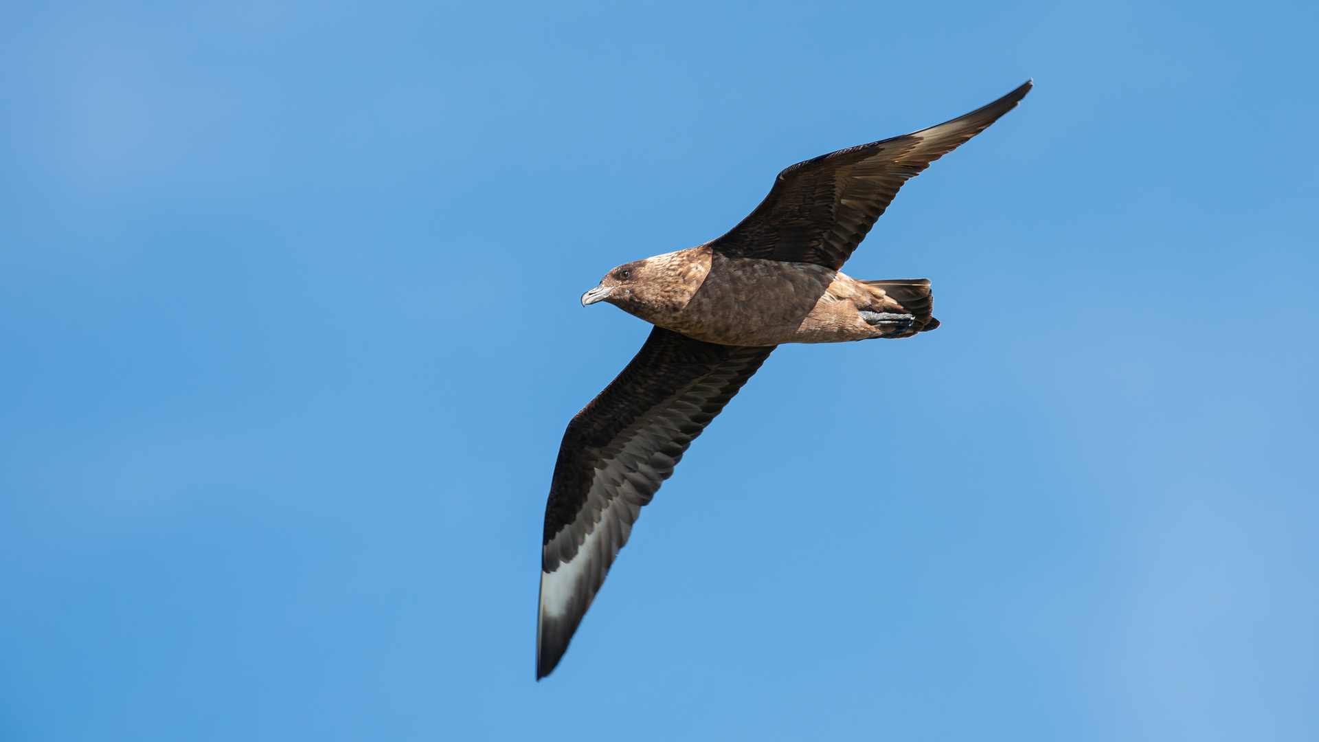 Raubmöve Foto & Bild | fotos, nikon, world Bilder auf fotocommunity