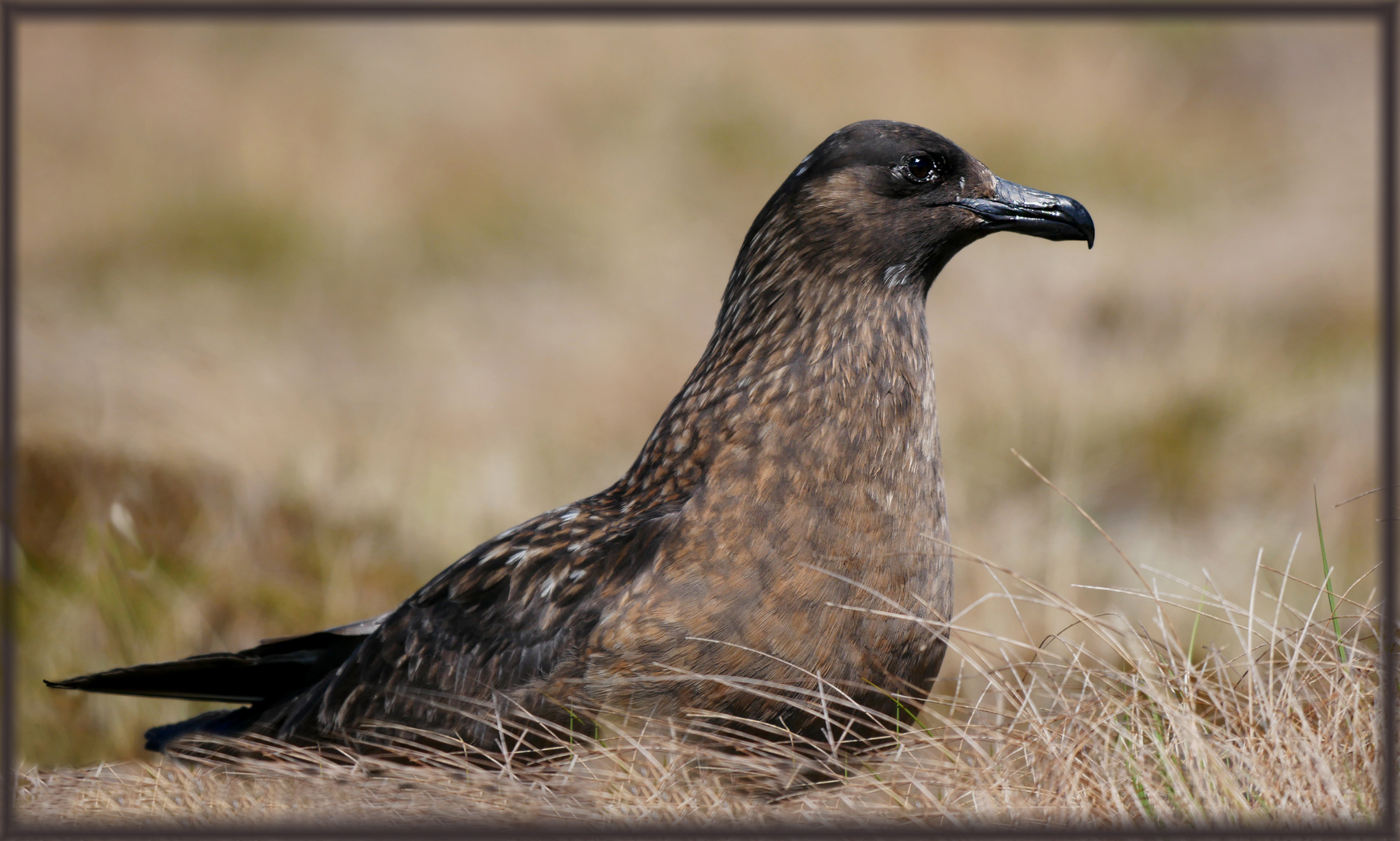 Raubmöwe Foto & Bild | world, schottland, natur Bilder auf fotocommunity