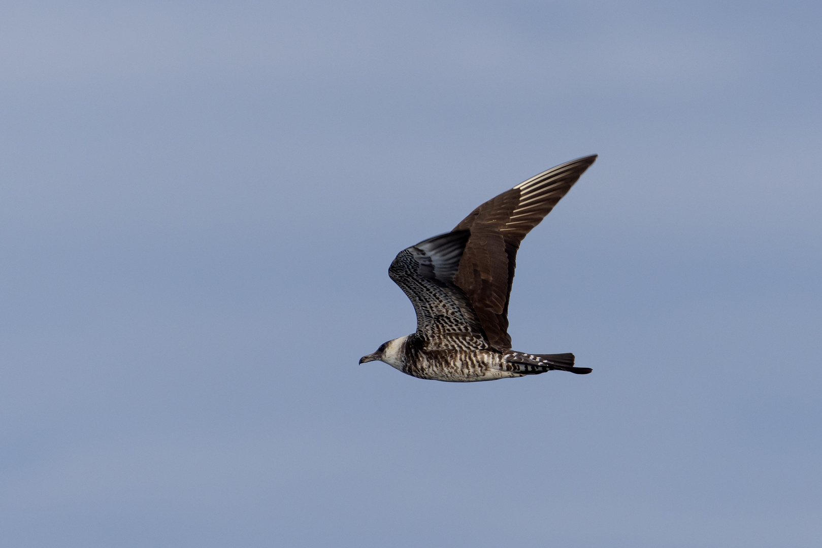 Raubmöwe Foto & Bild | world, natur, tiere Bilder auf fotocommunity