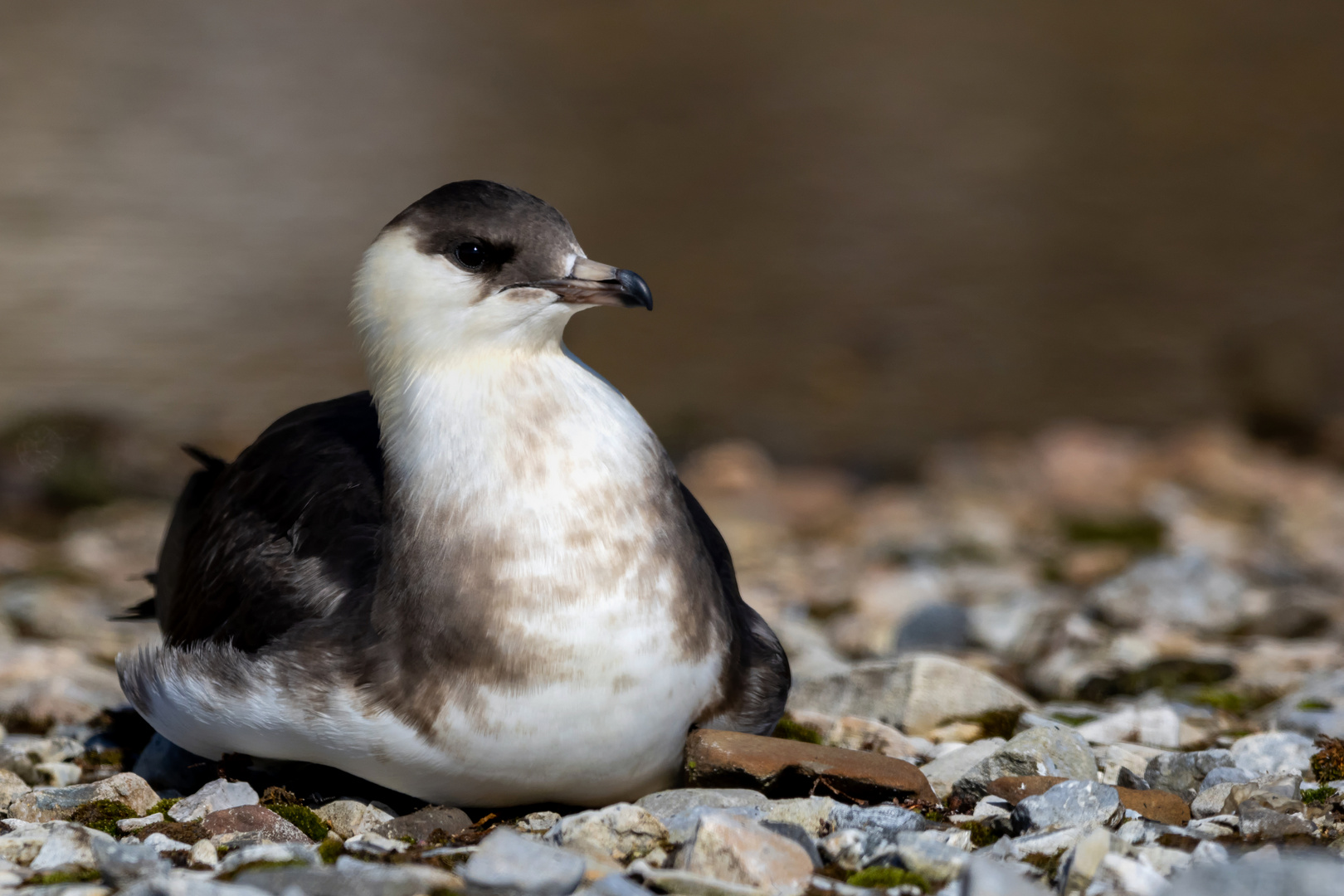 Raubmöwe Foto & Bild | natur, vogel, norwegen Bilder auf fotocommunity