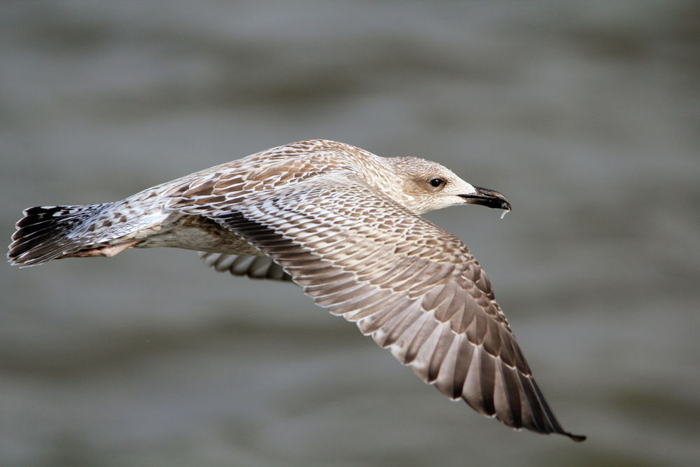 Raubmöwe Foto & Bild | tiere, wildlife, wild lebende vögel Bilder auf ...