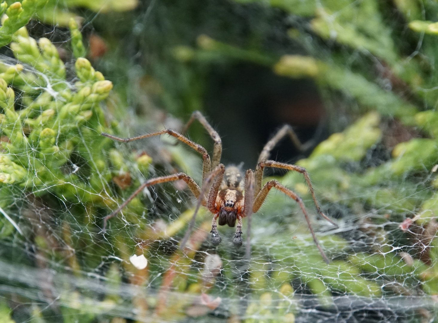 Raubspinne Foto & Bild | natur, tiere, wildlife Bilder auf fotocommunity