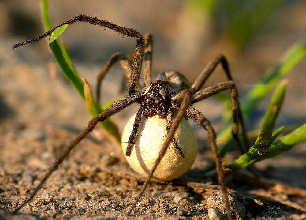 Raubspinne mit Eikokon genießt die untergehende Sonne Foto & Bild ...