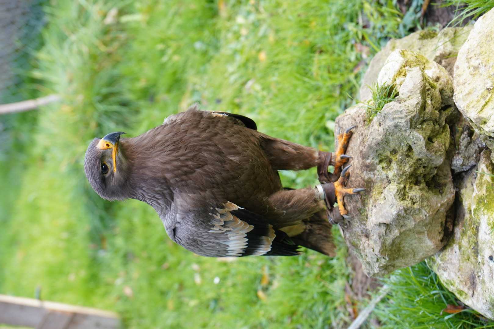 Raubvögel Foto & Bild | tiere, vögel, falknerei Bilder auf fotocommunity