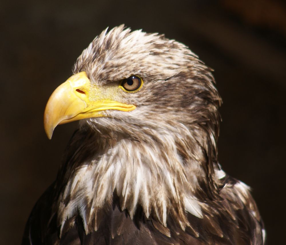 Raubvogel Foto & Bild | tiere, zoo, wildpark & falknerei, vögel Bilder ...