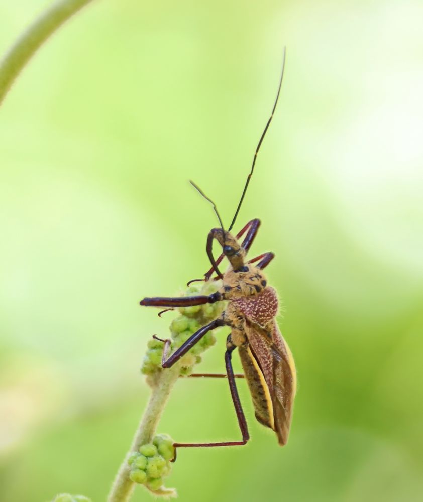 Raubwanze Foto & Bild | natur, afrika, insekten Bilder auf fotocommunity