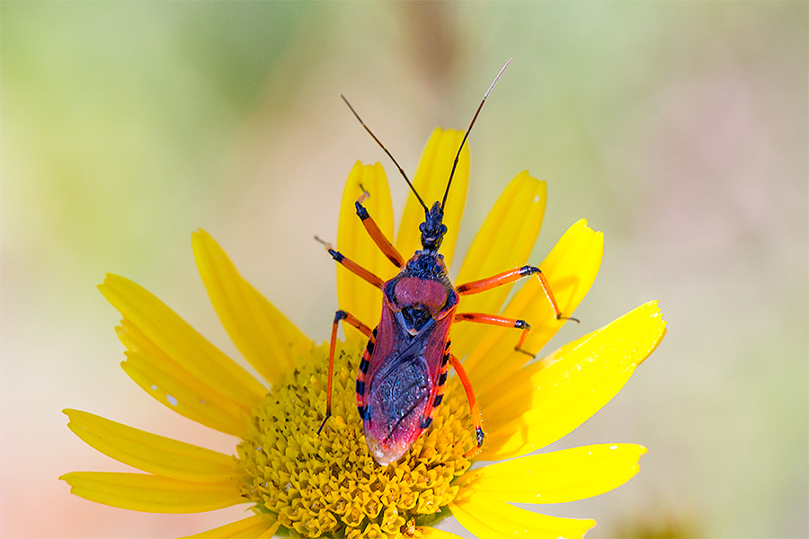 Raubwanze Foto & Bild | natur, tiere, wildlife Bilder auf fotocommunity