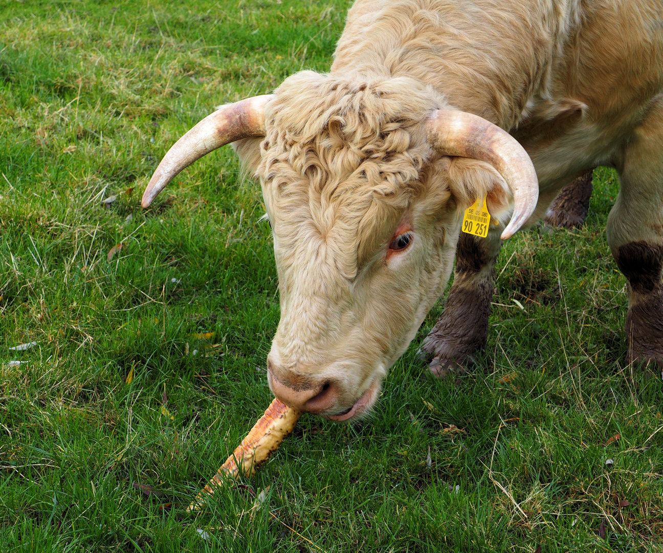 Raucher ? Foto & Bild | natur, tiere, haustiere Bilder auf fotocommunity