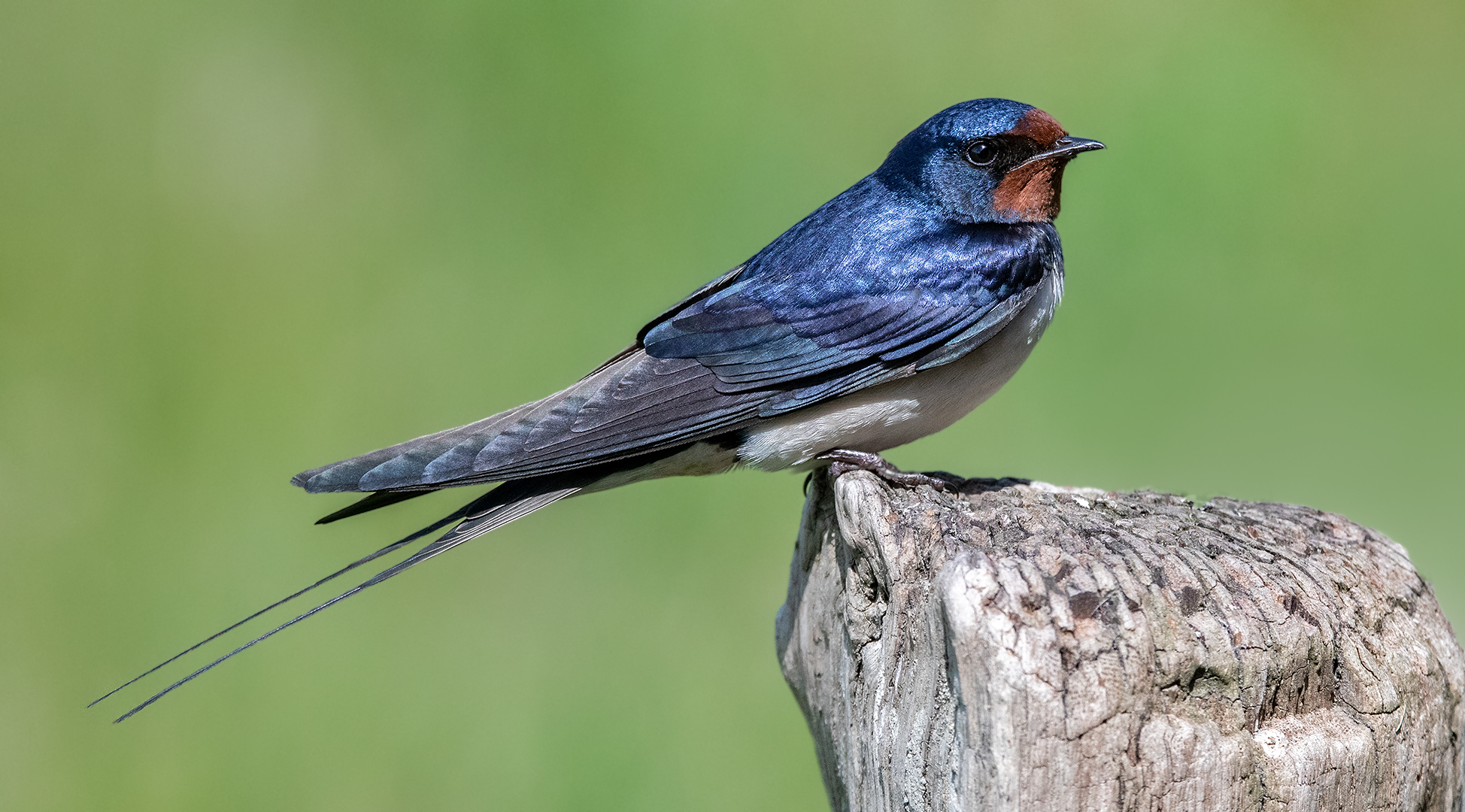 Rauchschwalbe 001 Foto & Bild | world, natur, portrait Bilder auf fotocommunity