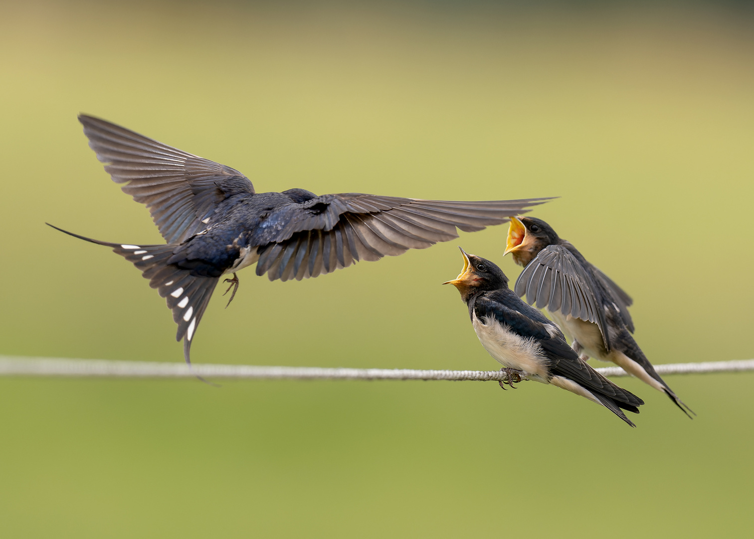 Rauchschwalbe (Hirundo rustica) Foto & Bild | sommer, brandenburg ...