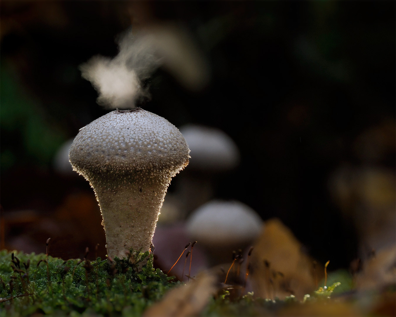 Rauchzeichen Foto & Bild | pflanzen, pilze & flechten, pilze & flechten ...