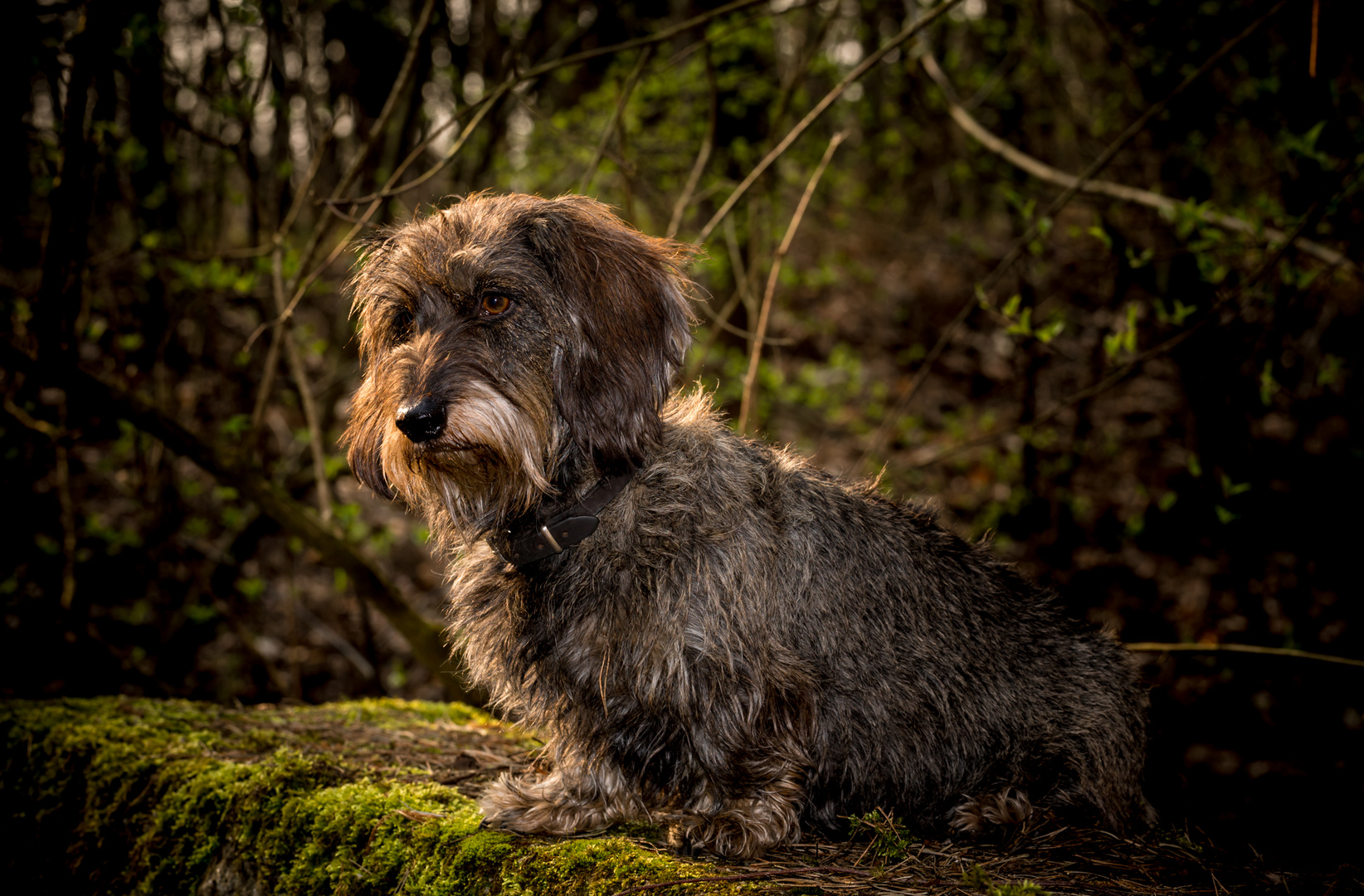 Rauhaardackel Foto & Bild | fotos, wald, bäume Bilder auf fotocommunity