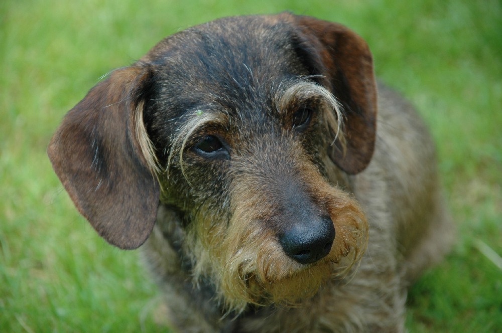 Rauhaardackel Foto & Bild | tiere, haustiere, hunde Bilder auf ...