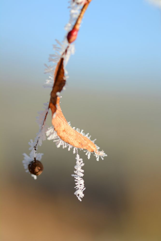 rauhreif | Edith Vogel Fotografie