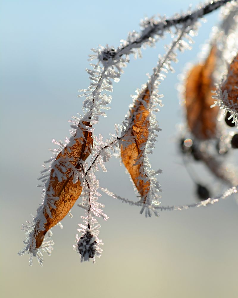 rauhreif | Edith Vogel Fotografie