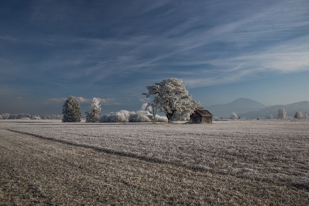 Rauhreif-3 Foto & Bild | landschaft, ruggeller riet, natur Bilder auf ...