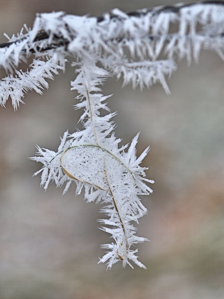 Rauhreif | Edith Vogel Fotografie