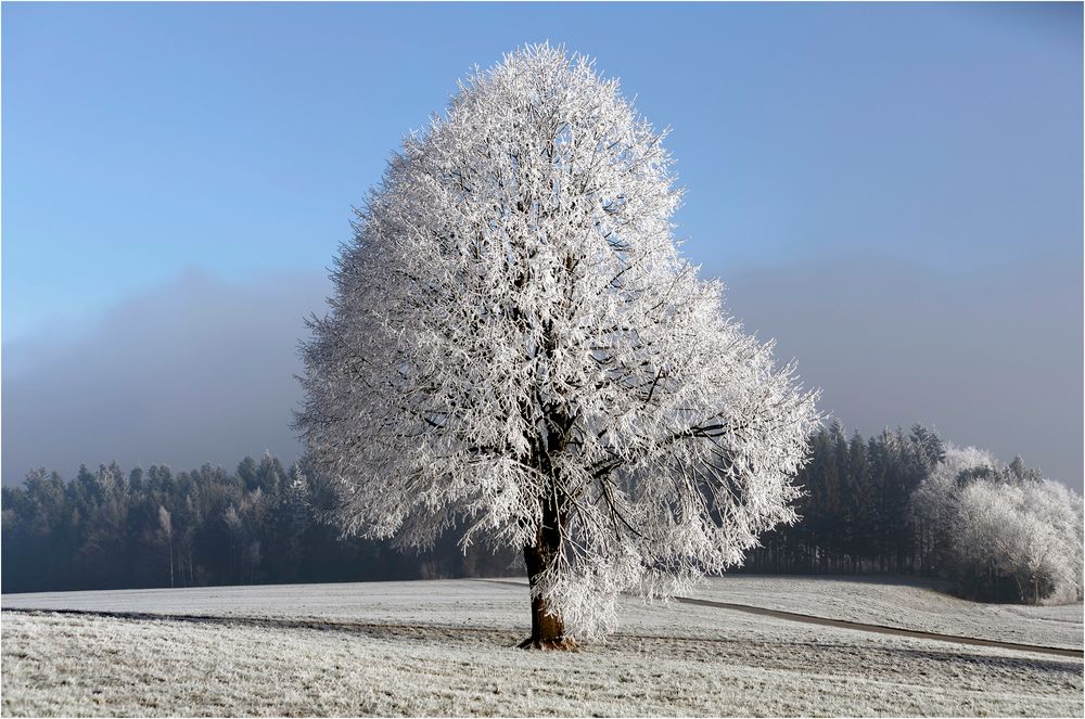 Rauhreif Foto & Bild | landschaft, jahreszeiten, winter Bilder auf fotocommunity
