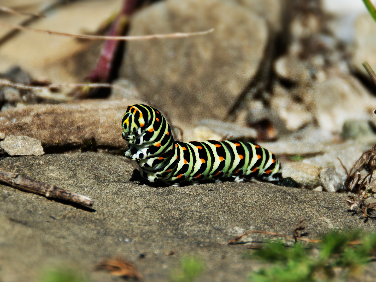 Raupe Foto & Bild | tiere, wildlife, insekten Bilder auf fotocommunity
