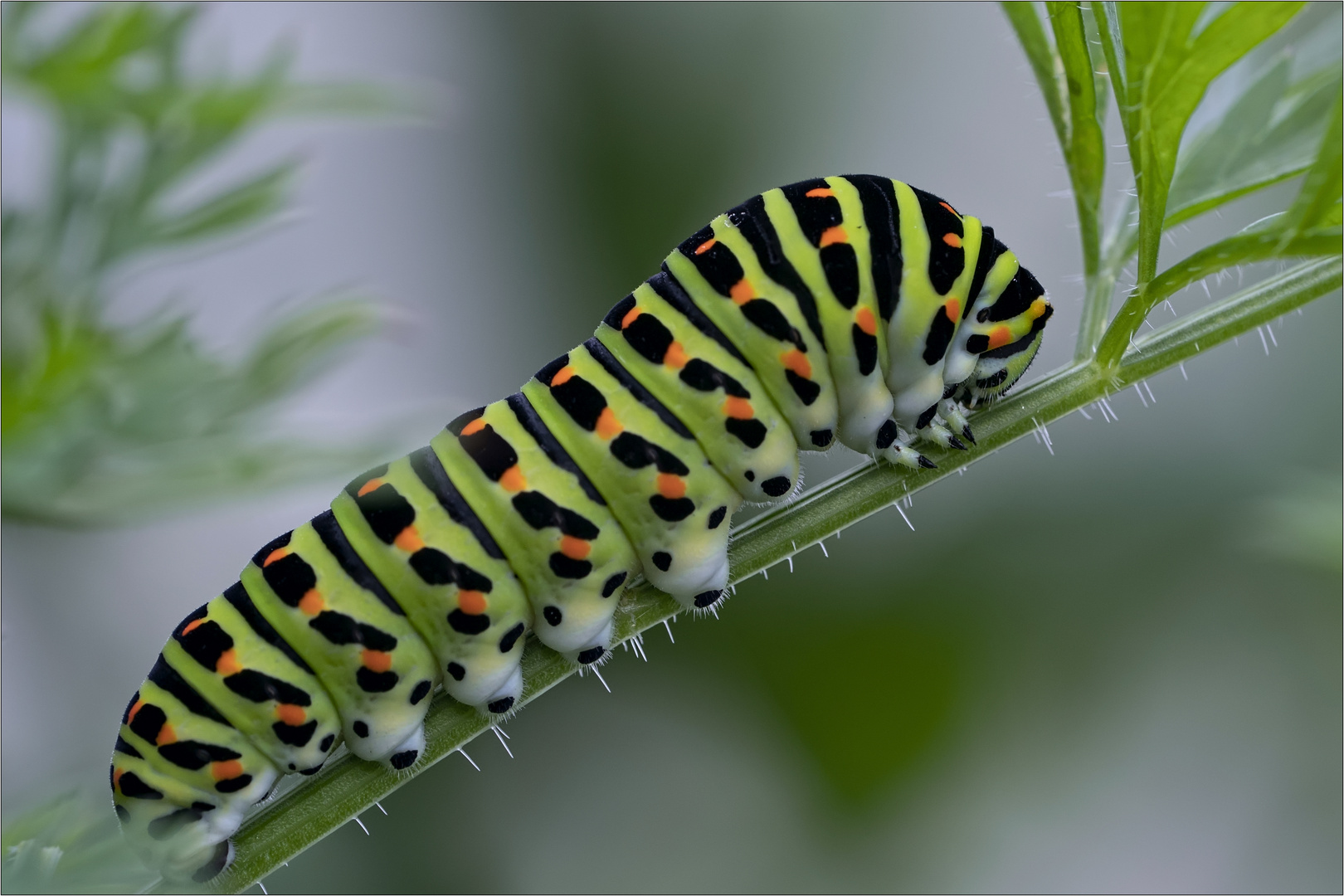 Raupe Foto & Bild | tiere, wildlife, insekten Bilder auf fotocommunity