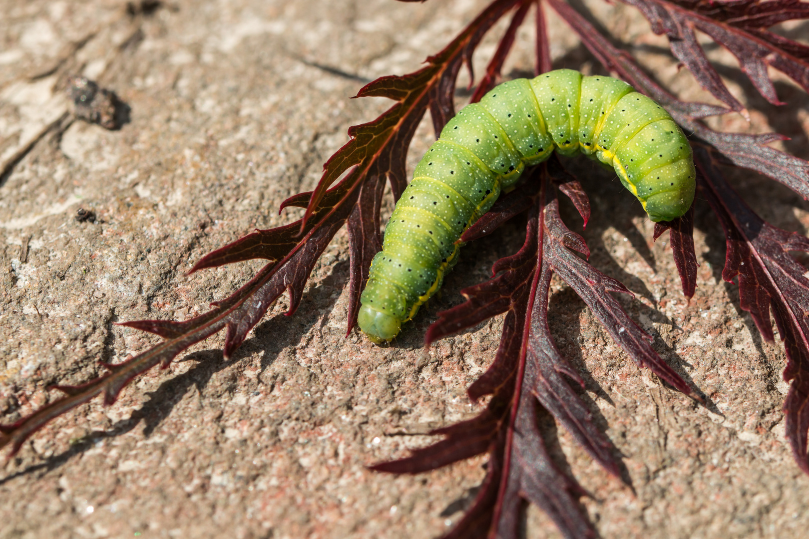 Raupe Foto & Bild | makro, grün, gelb Bilder auf fotocommunity