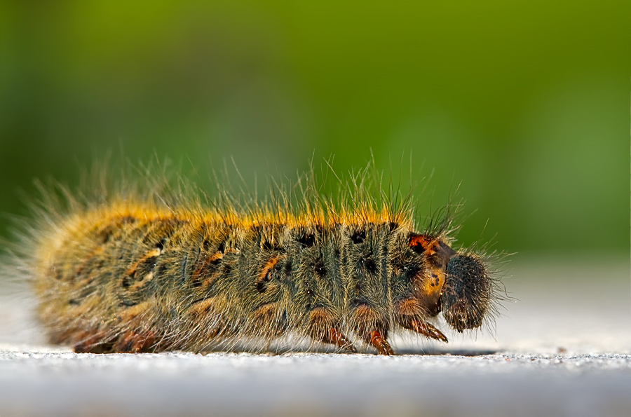 Raupe Foto & Bild | tiere, wildlife, insekten Bilder auf fotocommunity