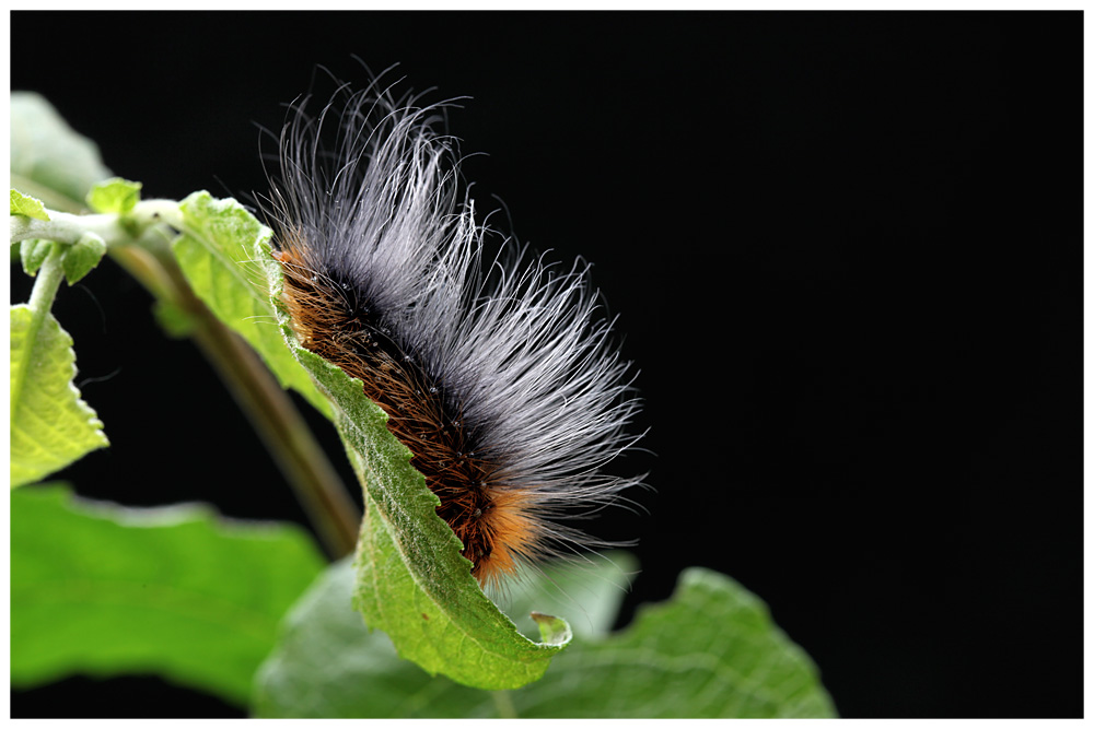 Raupe Foto & Bild | tiere, wildlife, schmetterlinge Bilder auf ...