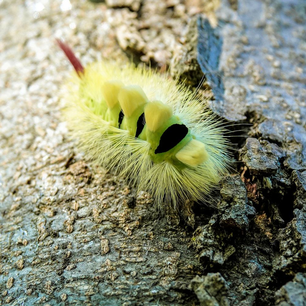 Raupe Foto & Bild | tiere, wildlife, insekten Bilder auf fotocommunity