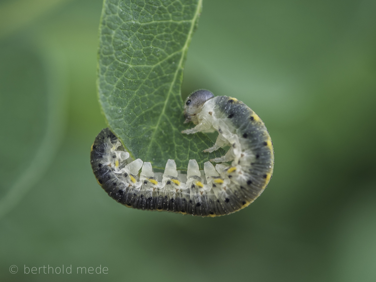 Raupe Foto & Bild | tiere, wildlife, natur Bilder auf fotocommunity